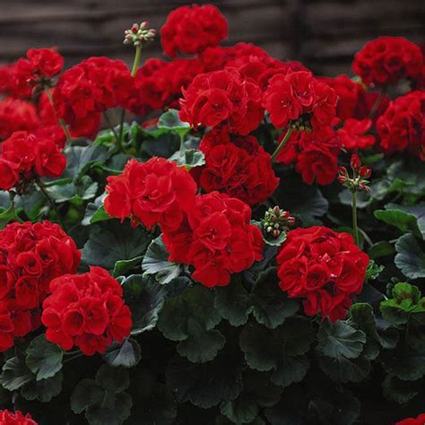 Geranium Best Red Suttons