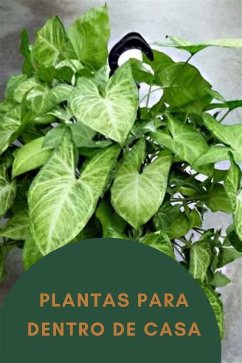 Plantas De Sombra Total Para Cultivar Dentro De Casa Artofit