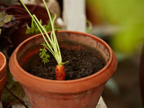 Five Easy Fruits To Grow In Your Backyard Growing Vegetables In