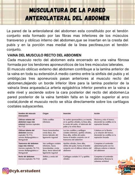 Musculatura De La Pared Anterolateral Del Abdomen CYBER STUDENT UDocz