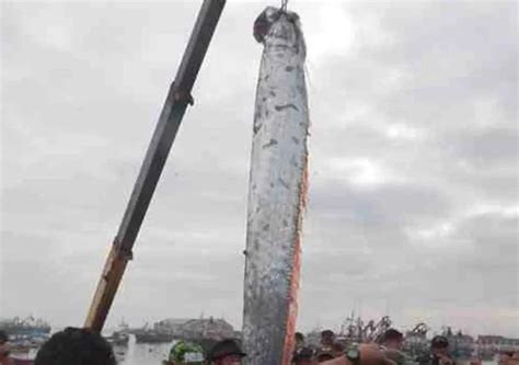 Increíble el pez que presagia terremotos lo hizo de nuevo