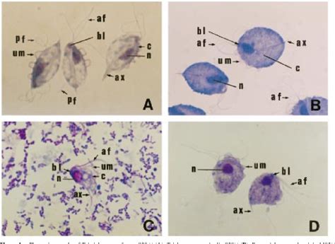 Figure From A Simple And Rapid Method For Staining Tritrichomonas