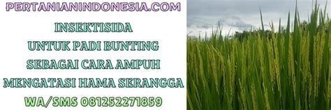 Insektisida Untuk Padi Bunting Solusi Ampuh Untuk Petani