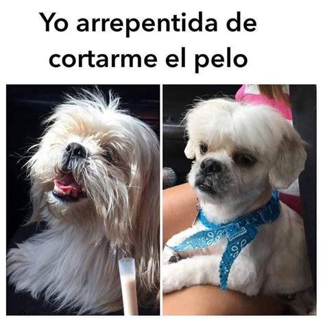 Yo Arrepentida De Cortarme El Pelo Memes
