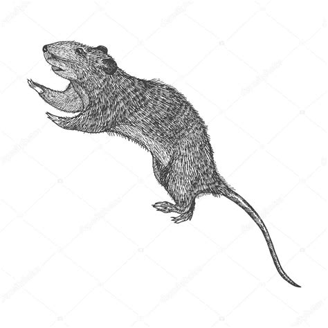 Rat Hand Drawn Sketch Stock Vector Goldenshrimp 125907912