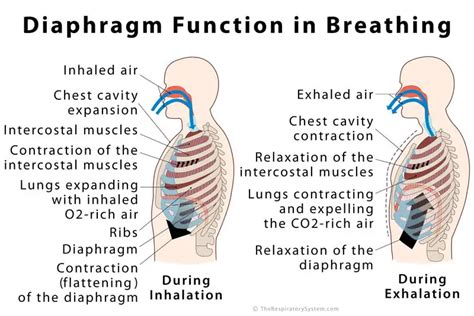 The External Intercostal Muscles Or Rib Cage Muscles Located Between