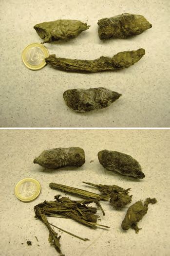 Excrementos De Gato Mont S Con Restos Vegetales Fotograf A F Urra