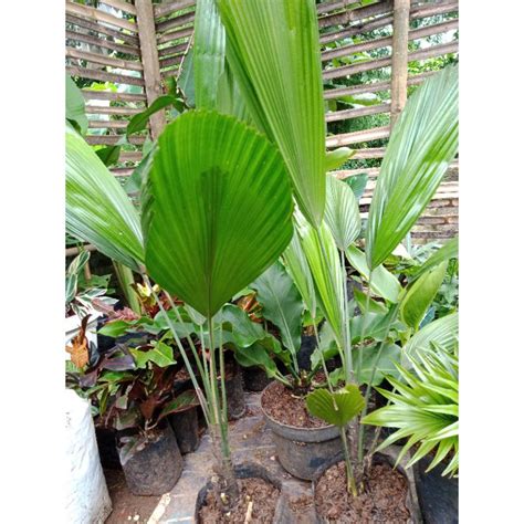 Jual Pohon Palem Kipas Palem Kol Hias Shopee Indonesia