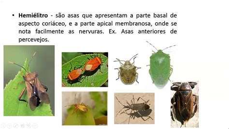 Aula Ordens E Fam Lias De Insetos Morfologia Externa Dos Insetos