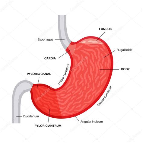 Cartel De Estructura Estomacal Secciones Superiores Del Abdomen Fondo