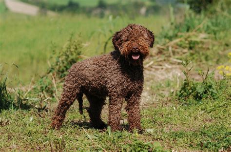 I Migliori Cani Da Tartufo Scopriamo Insieme Le Razze Tuscany Truffle