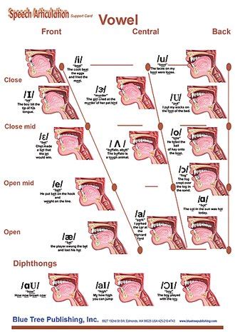 Speech Articulation Anatomical Chart Speech Language Pathology Visual