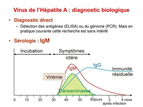 PPT Les hépatites détiologie virale PowerPoint Presentation free
