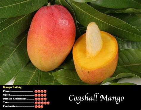 Cogshall Mango Grafted Tree Tampa Tropical Asian