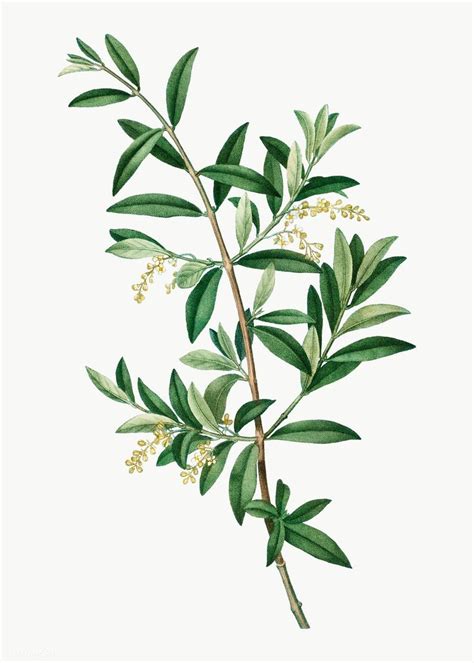 Green Olive Branch Plant Transparent Png Free Image By Rawpixel