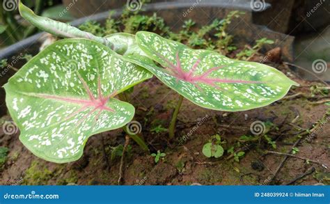 Las Plantas De La Familia Araceae Crecen En Macetas Foto De Archivo