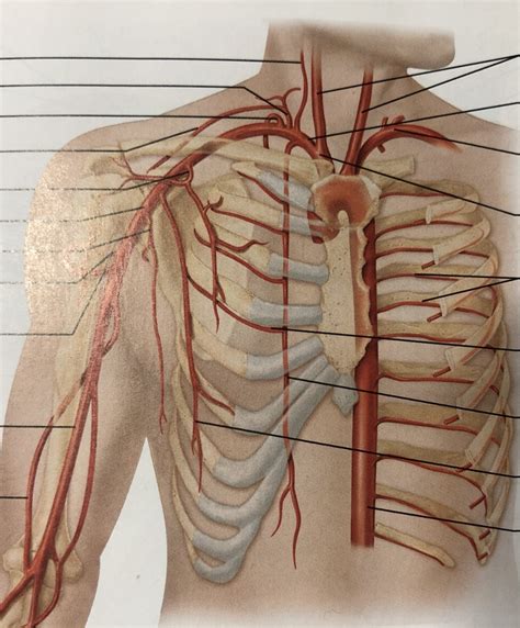 A P Lab Arteries On Model Drawing Diagram Quizlet