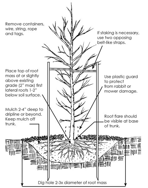 DIAGRAM Tree Bush Diagram MYDIAGRAM ONLINE