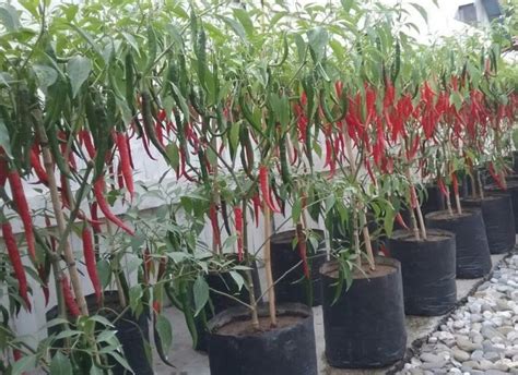 Cara Menanam Cabe Merah Di Polybag Agar Berbuah Lebat Ghana Tips