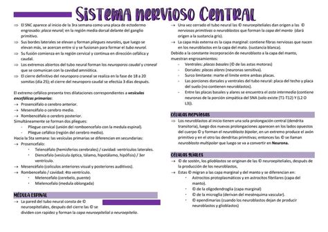 Sistema Nervioso Central Udocz Sistema Nervioso Sistema Nervioso The