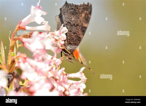 European Peacock Butterfly Aglais Io Inachis Io Rusalka Pawik