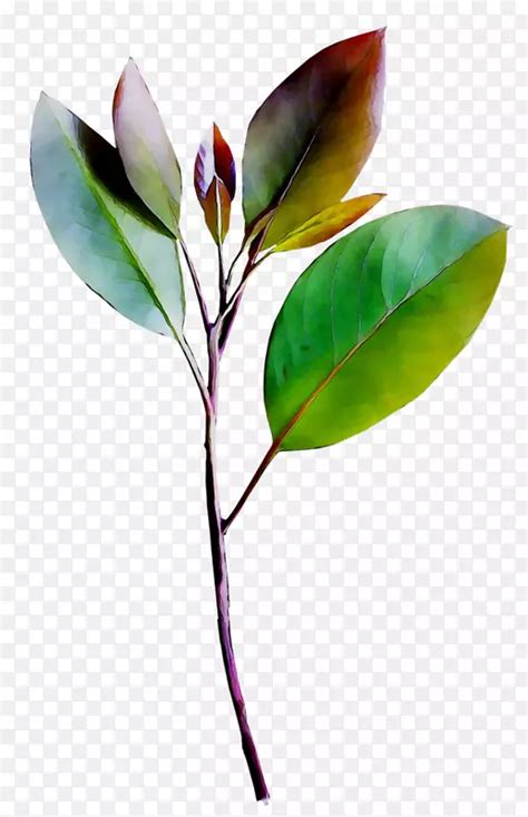 Png Png