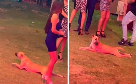 Perrito Se Mete A Fiesta E Intenta Llegar A La Mesa De Comida