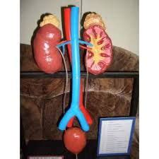 MODELO DE MAQUETAS PARA LOS APARATOS DIGESTIVO CIRCULATORIO EXCRETOR