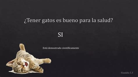 Ventajas De Tener Un Gato En Tu Vida Ppt Descarga Gratuita