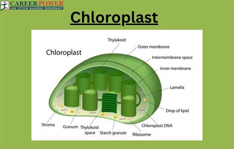 Chloroplast Definition Diagram Functions And Structure
