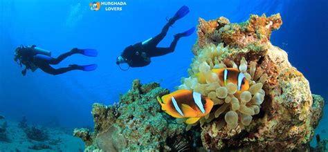 Vissoorten In Marsa Alam Egypte De Beste Mooiste