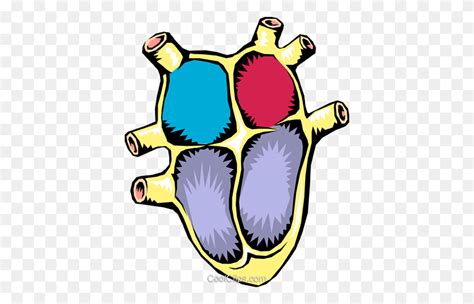 Human Heart Royalty Free Vector Clip Art Illustration Human Heart