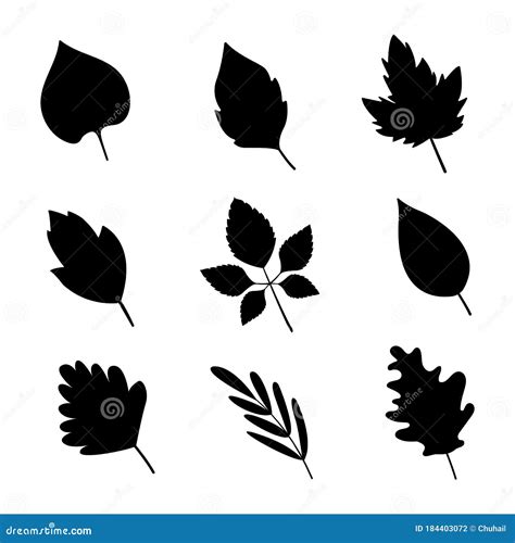 Conjunto De Siluetas Negras De Hojas Diferentes Ilustración del Vector