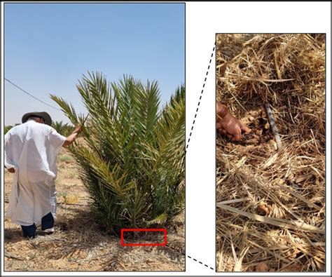 Valorisation des sous produits du palmier dattier pour contribuer à la