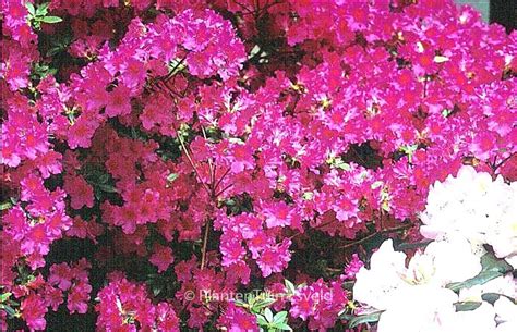 Rhododendron Purple Splendor Azalea Plantentuin Esveld