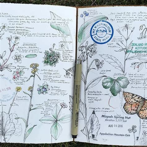 Botanical Sketchbook Botanical Drawings Botanical Illustration