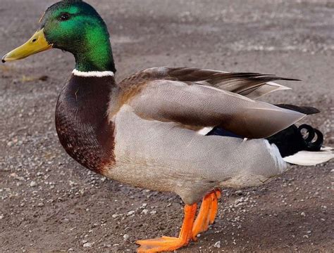 Un patito de colores rompecabezas en línea