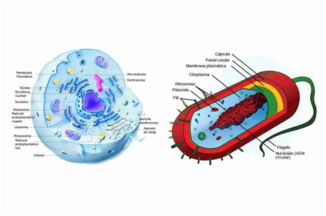 Biologia Celulas Procariotas Y Eucariotas Images The Best Porn
