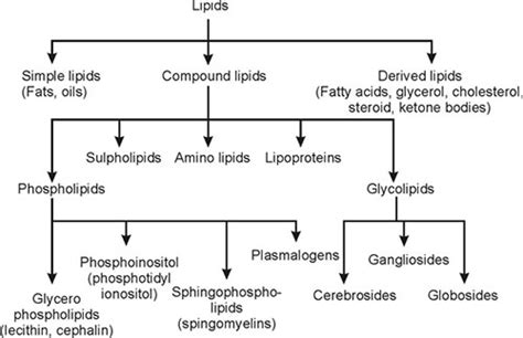 Sphingophospholipid Structure