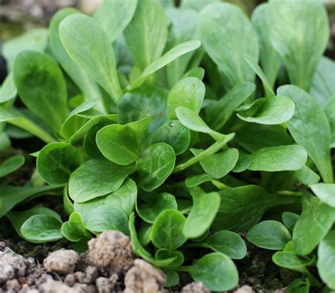 Salades au potager Variétés à cultiver