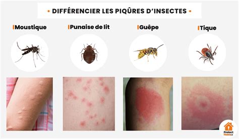 Piqûre de moustique traitement et conseils ProtectHome