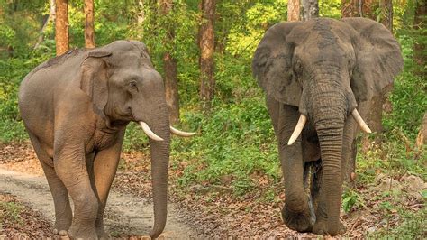 Differences Between African Elephant Vs Asian Elephant Wildlife Video