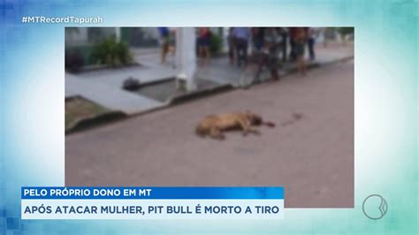 Pelo próprio dono em MT Após atacar mulher pit bull é morto a tiro