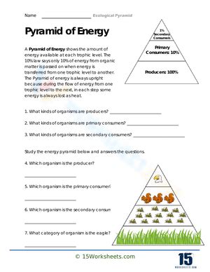 Grade Energy Pyramid Worksheets