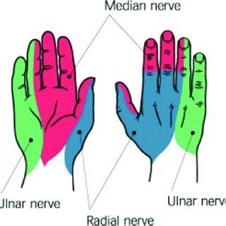 Nerves In The Hand Radial Median And Ulnar Peripheral Nerves Of