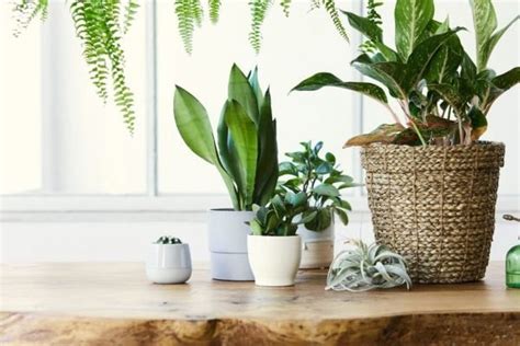 Sai Uruca 5 Plantas Que Protegem A Casa E Atraem Boas Energias