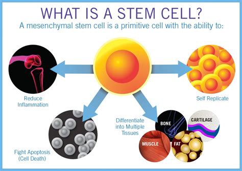 Stem Cell Therapy For Back Pain