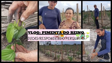 PIMENTA DO REINO Mostrando A Lavoura Respondendo Perguntas Dicas E