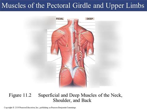 Pectoral Girdle And Upper Limb Muscles