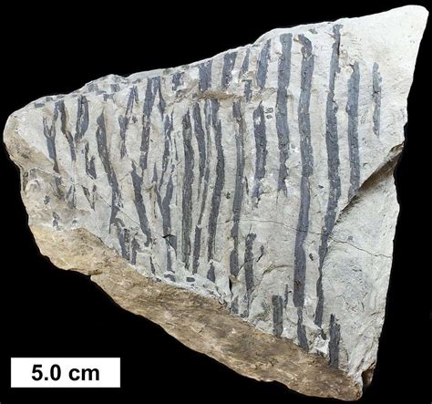 Prove della foresta fossile più antica del mondo scoperta a New York